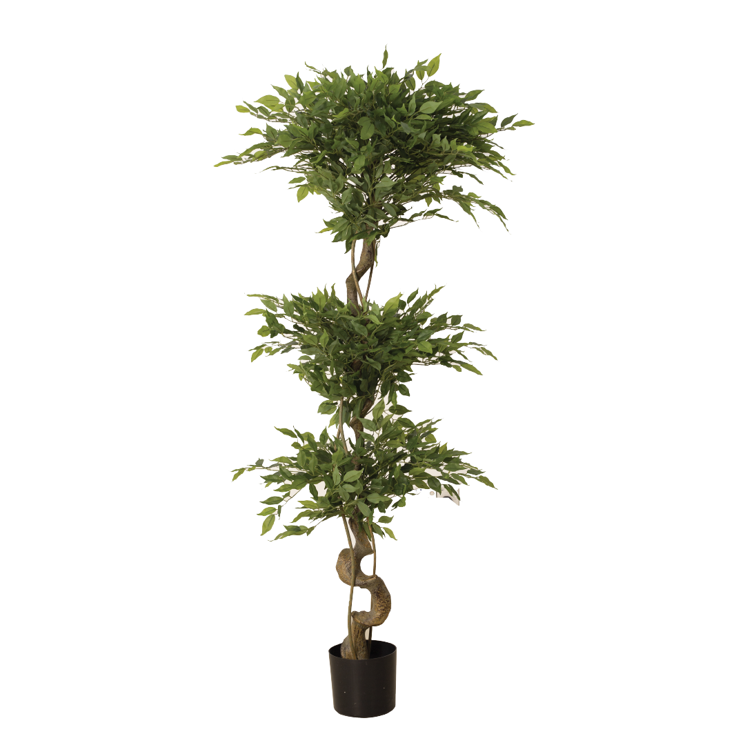 FICUS II Tree – MAJUHOME eStore