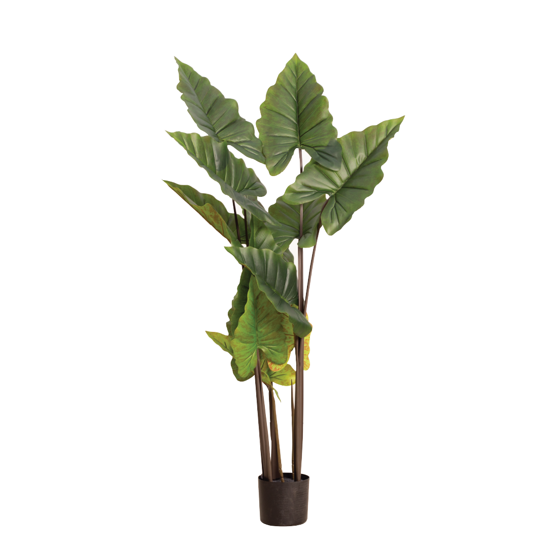 Rainbow Caladium – MAJUHOME eStore