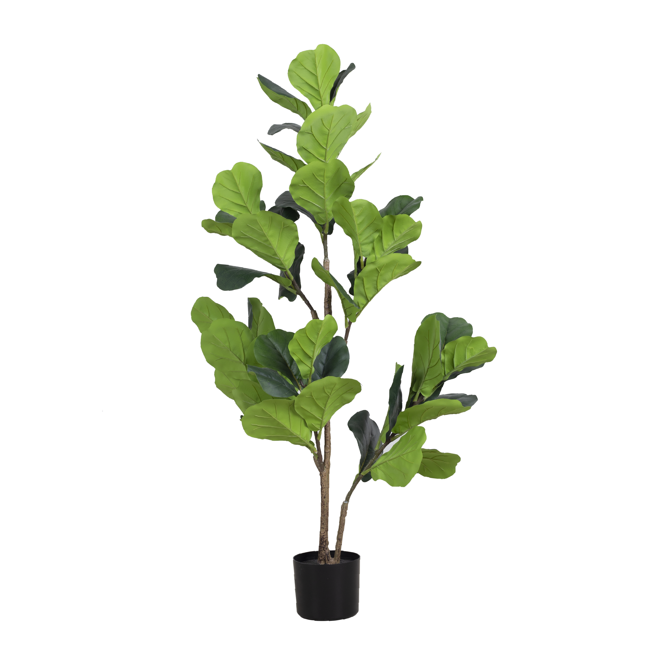 FIDDLE FIG Tree With Pot – MAJUHOME eStore