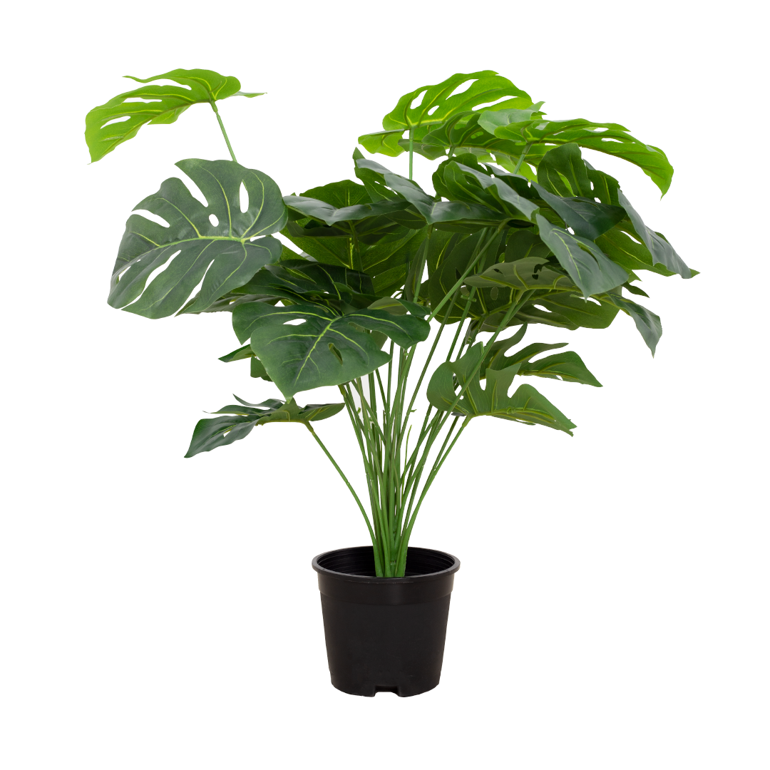 MONSTERA Plant – MAJUHOME eStore